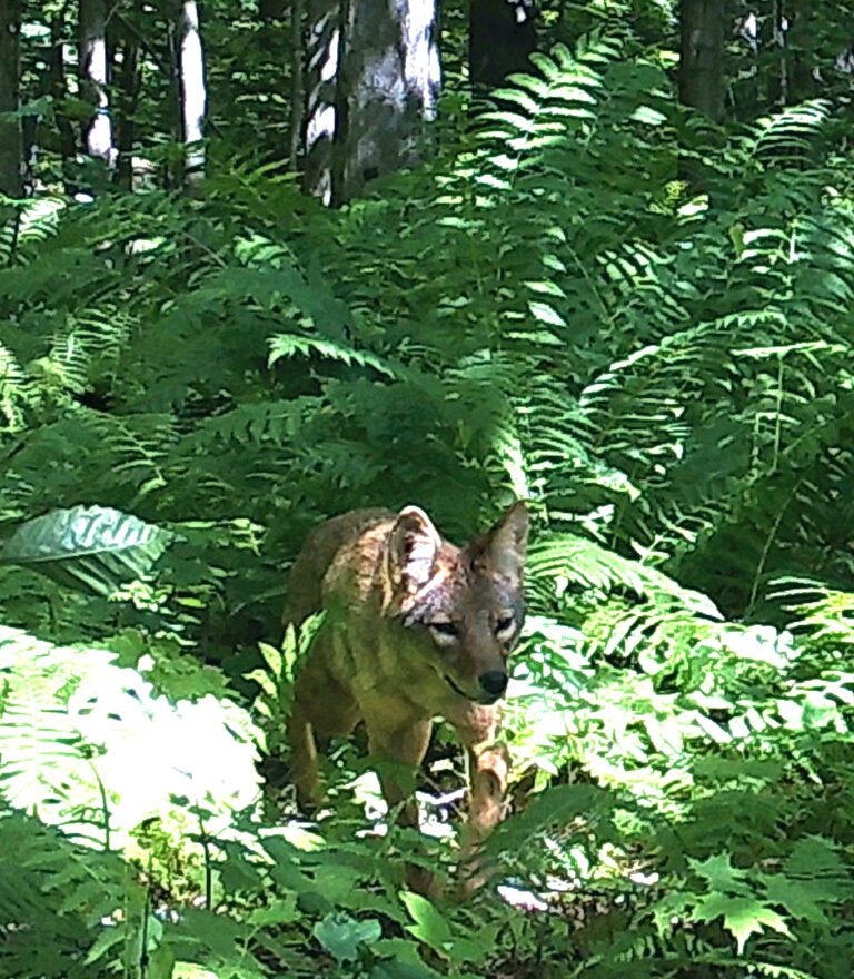 Why we don’t permit coyote hunting | Vermont Family Forests
