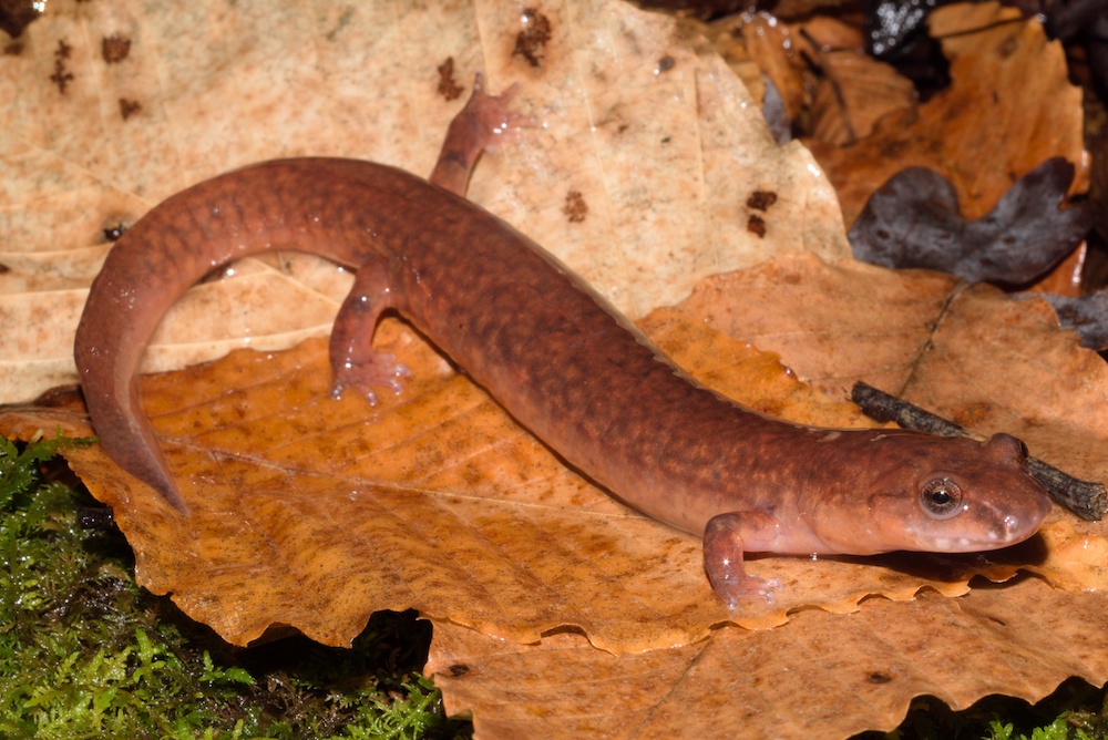 A Spring Salamander’s Eye View of Forest Health | Vermont Family Forests