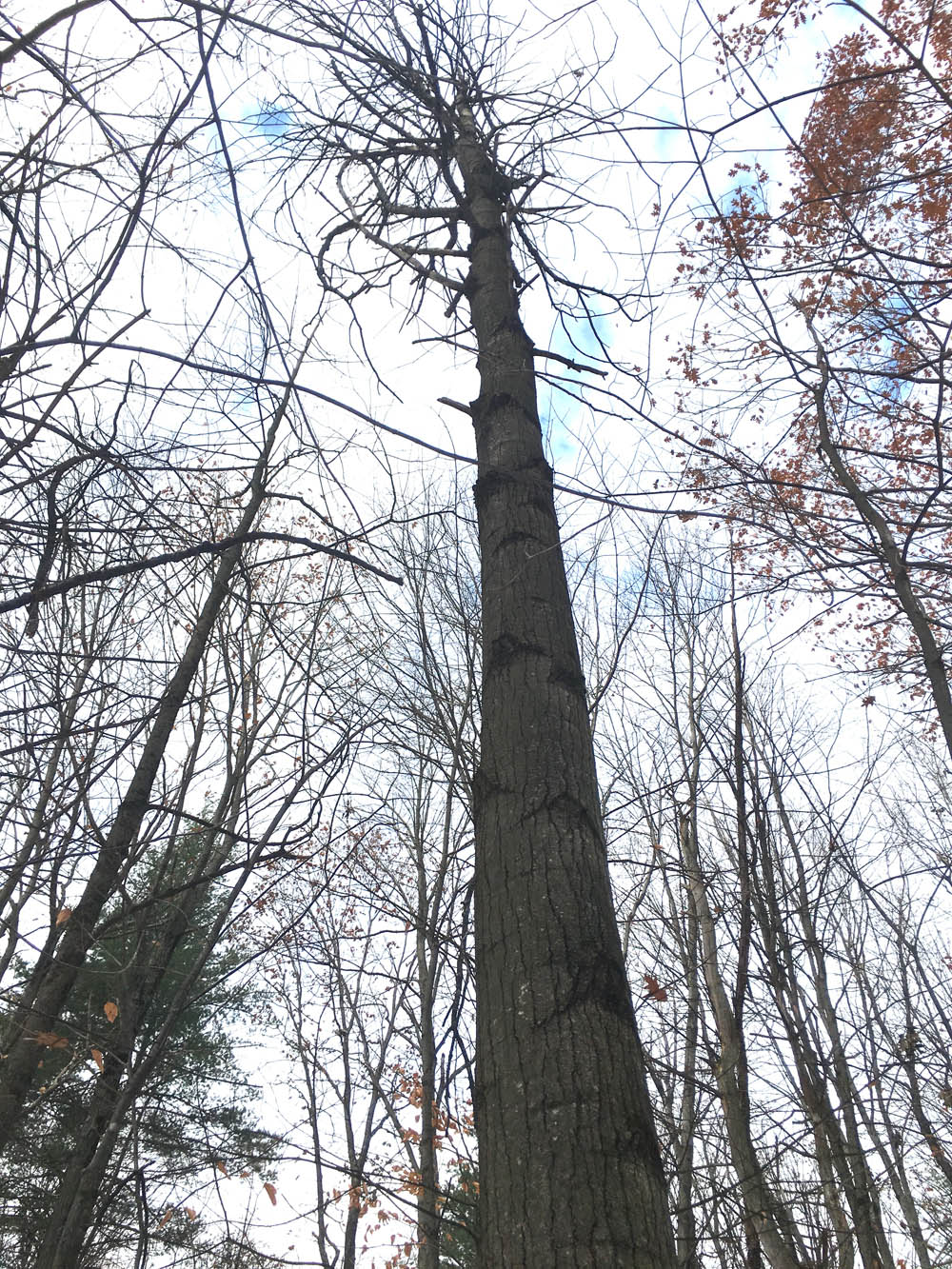 Girdling and Drop & Chop Cutting Cultivate Forest Health | Vermont ...