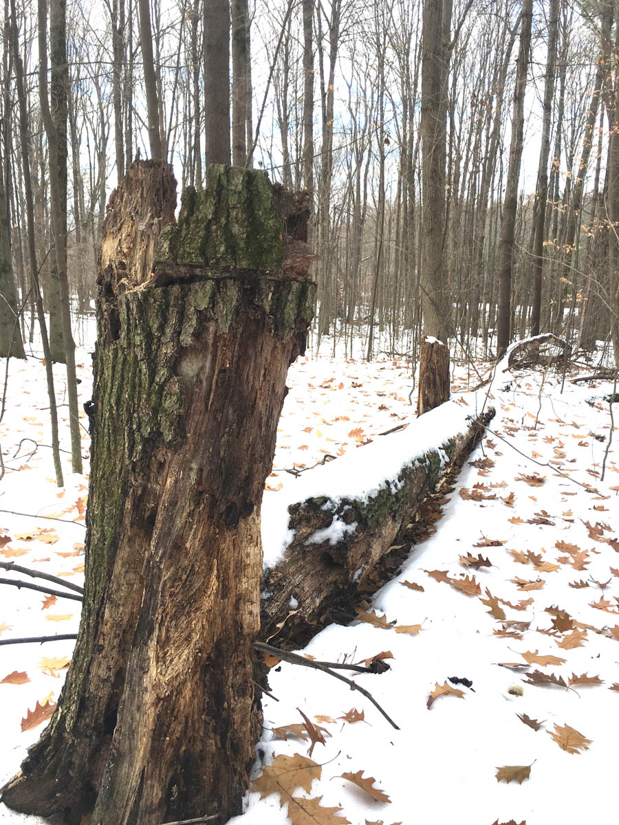 Girdling and Drop & Chop Cutting Cultivate Forest Health | Vermont ...
