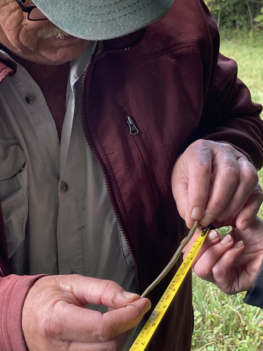 How do CHEP scientists monitor snakes? See for yourself! | Vermont ...