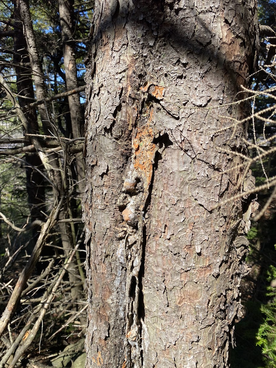 Beating the Bounds | Vermont Family Forests