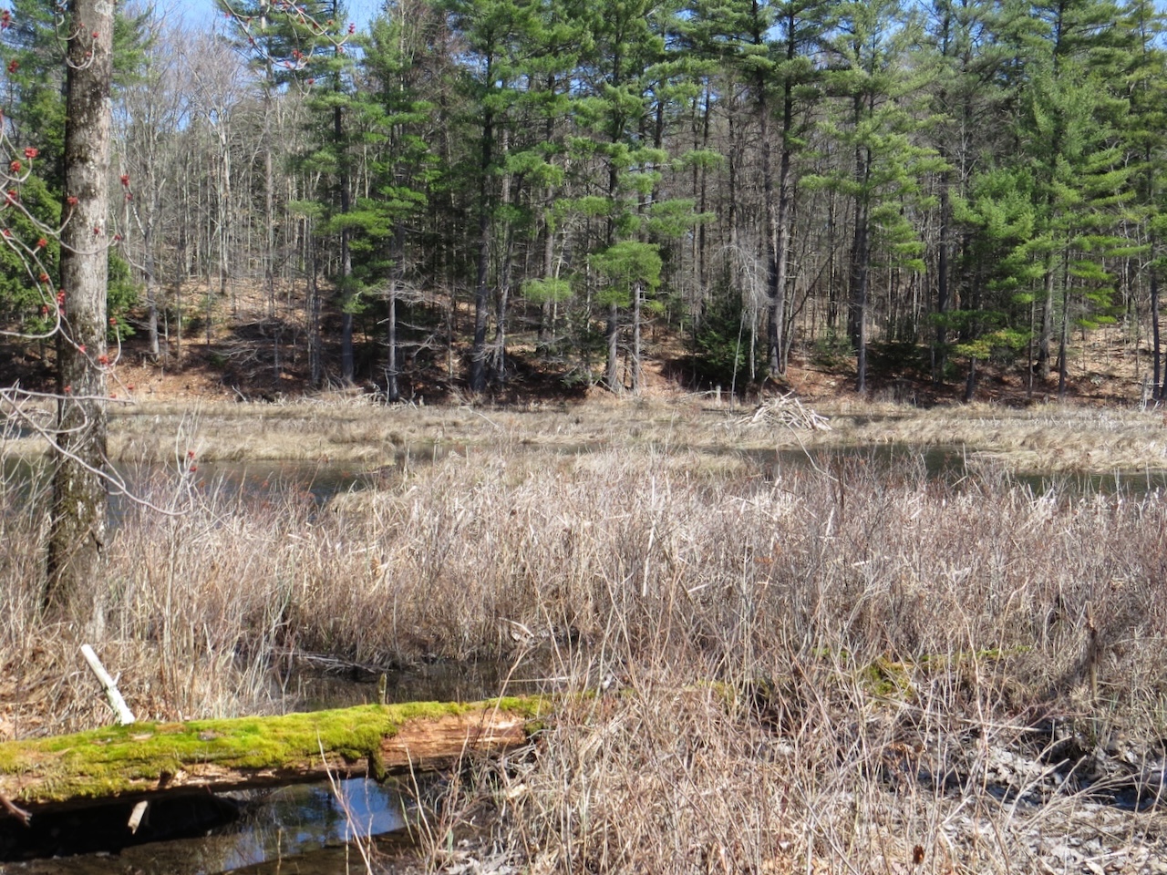 Welcoming the Commoners’ Return | Vermont Family Forests
