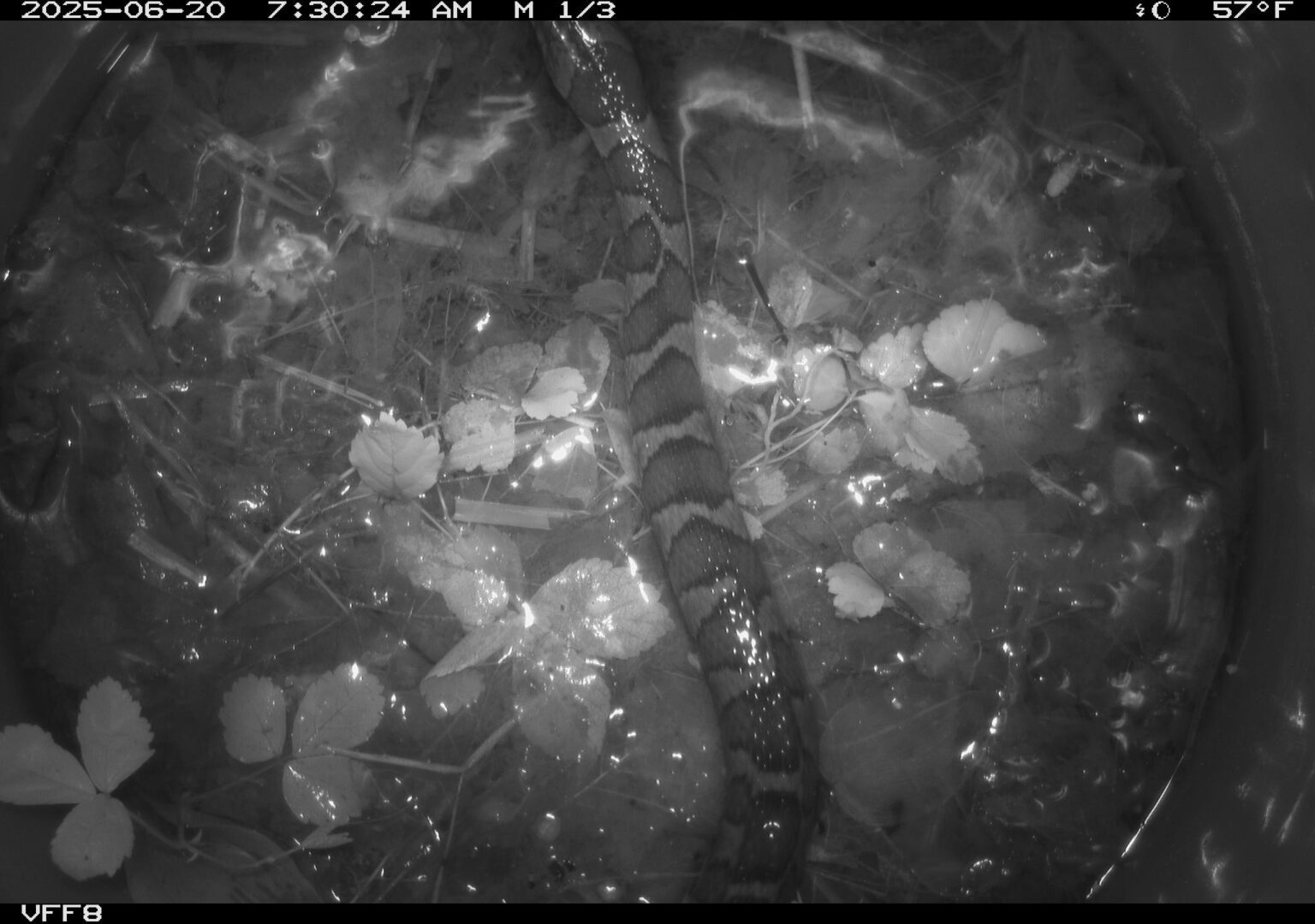 Name that Wetland Neighbor! | Vermont Family Forests